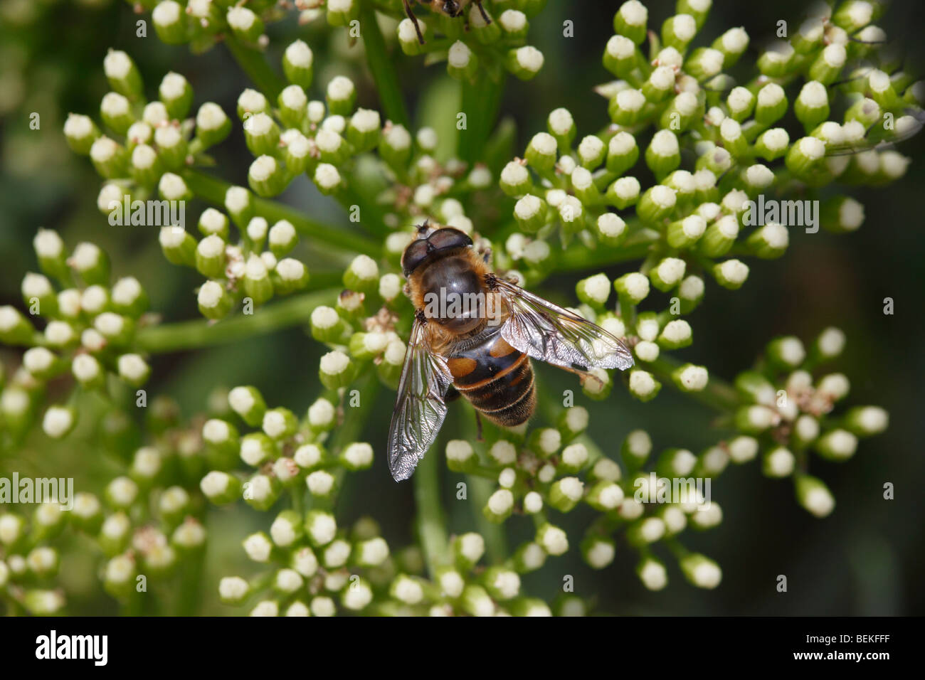 Taking nectar from flower hi-res stock photography and images - Alamy