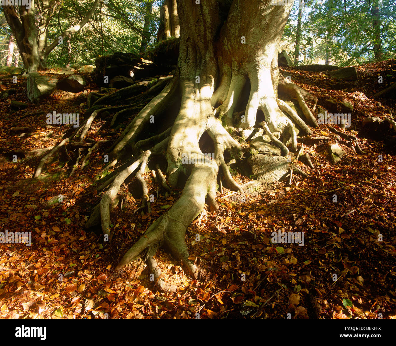Interesting tree roots hi-res stock photography and images - Alamy