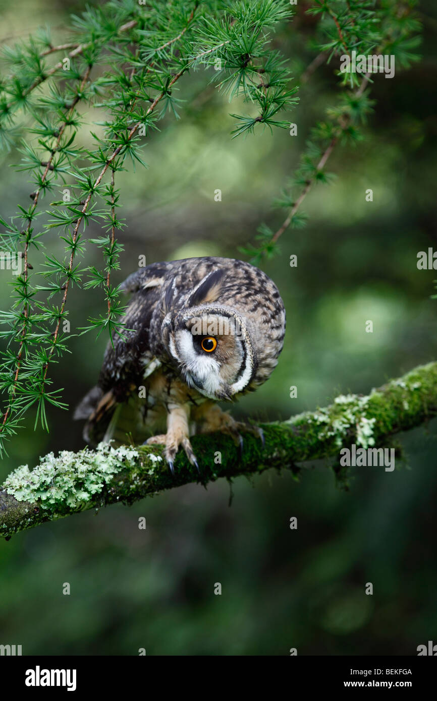 Long eared owl (Asio otus) looking at ground from perch in larch tree ...