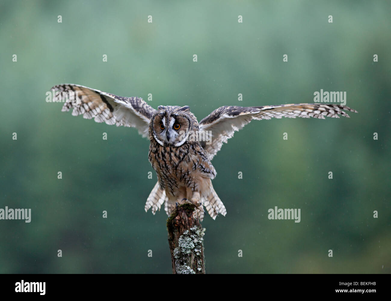 Drying owl hi-res stock photography and images - Alamy