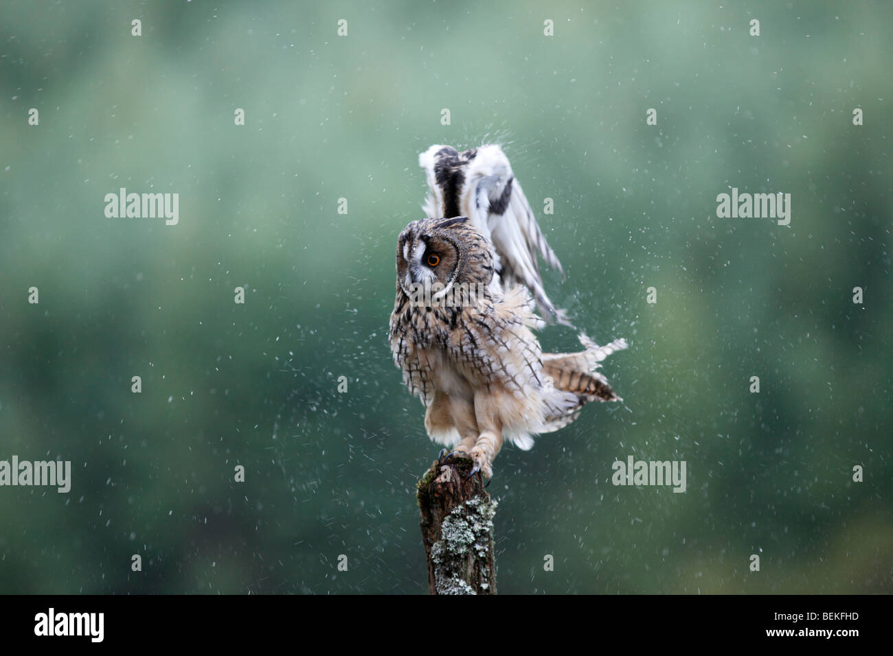 Shaking the feathers hi-res stock photography and images - Alamy
