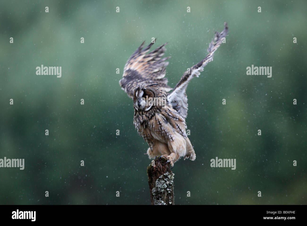 Shaking the feathers hi-res stock photography and images - Alamy