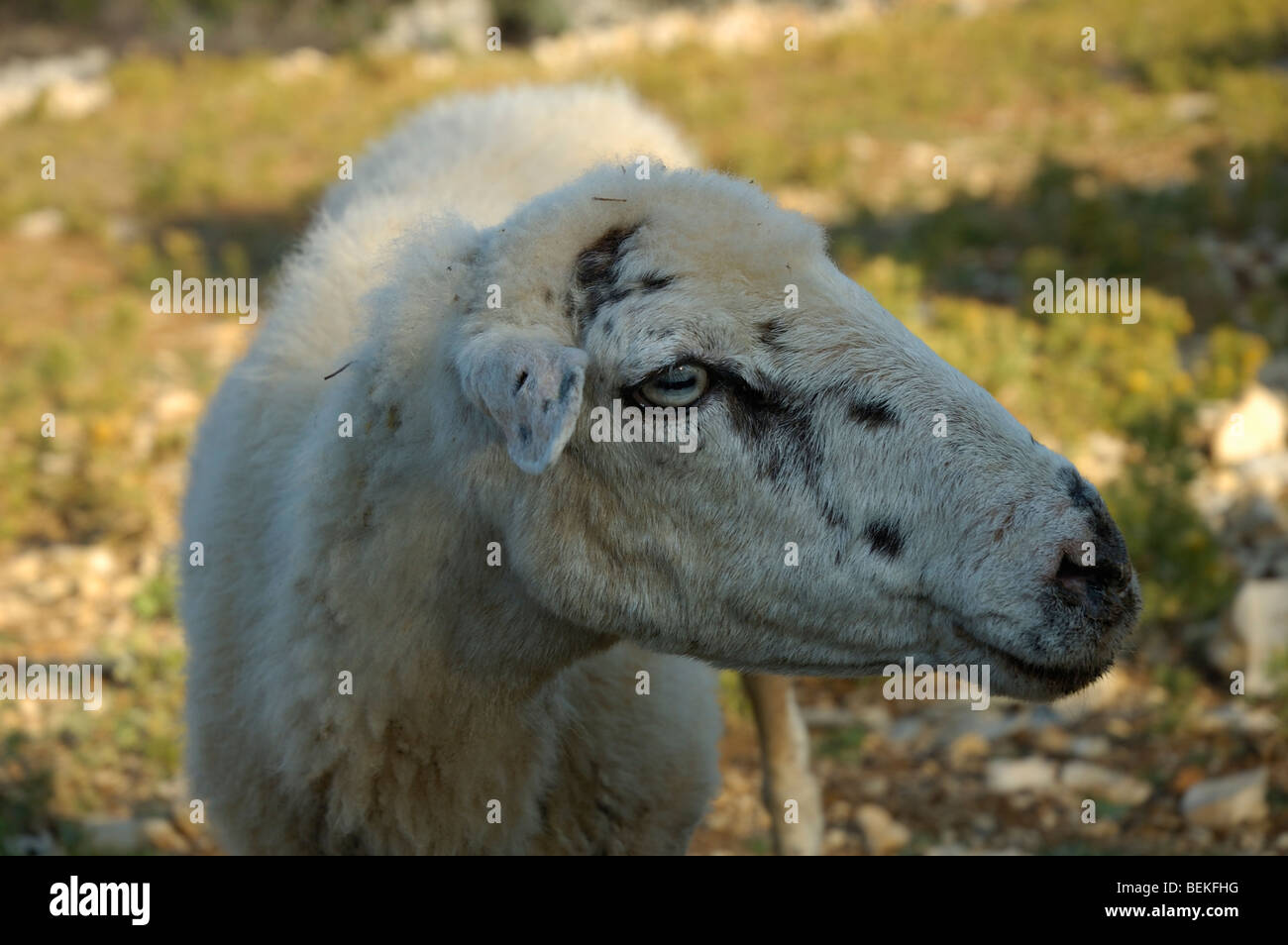 Portrait of an ewe Stock Photo - Alamy