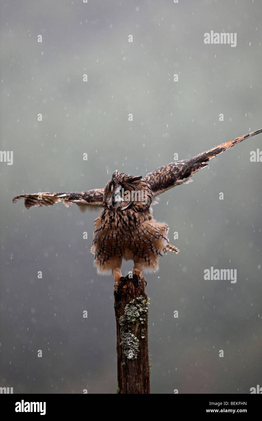 Raining on owl hi-res stock photography and images - Alamy
