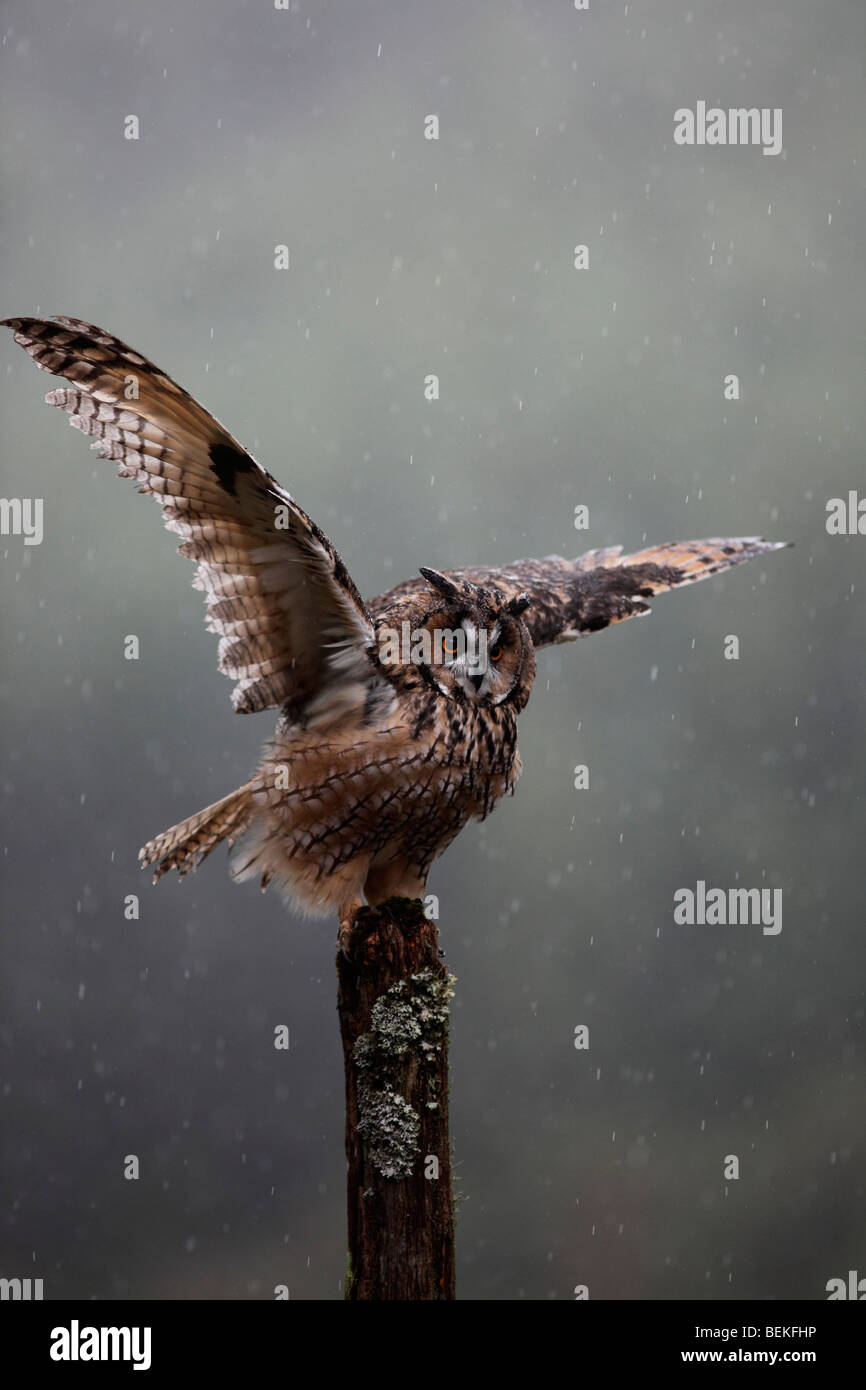 Shaking his wings hi-res stock photography and images - Alamy