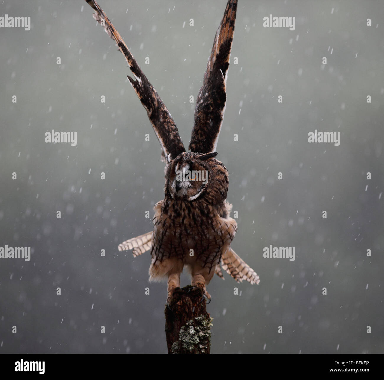 Owl in the rain hi-res stock photography and images - Alamy