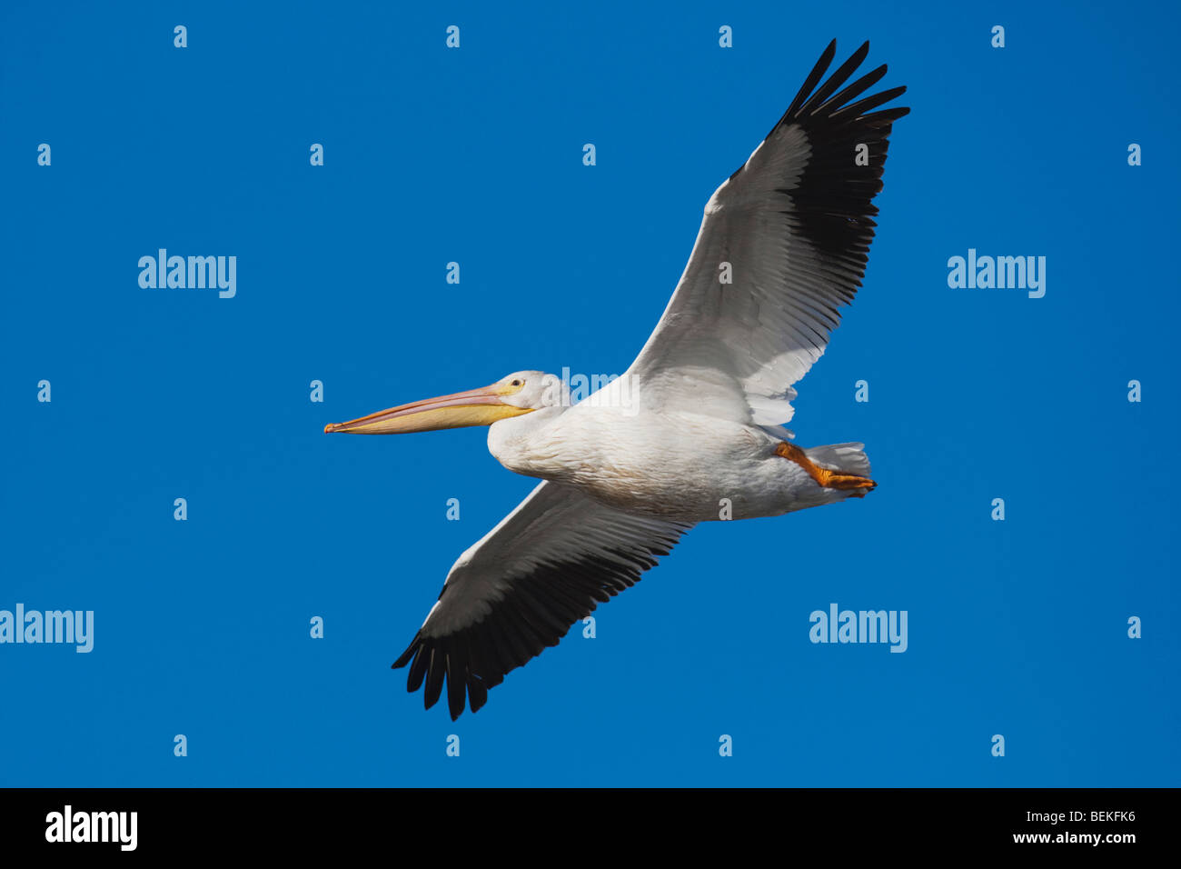 White american pelican front view hi-res stock photography and images ...