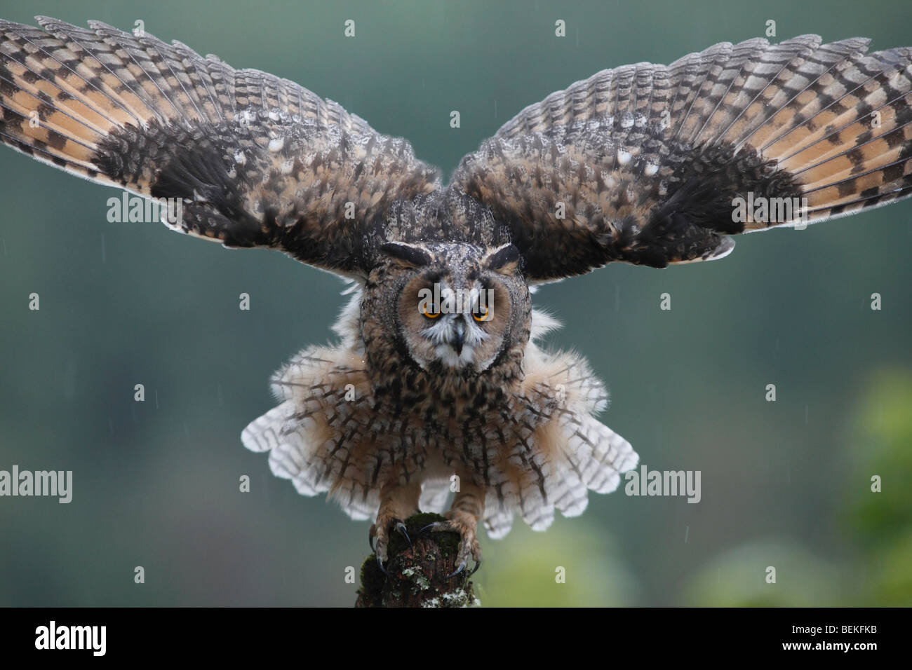 Raining on owl hi-res stock photography and images - Alamy