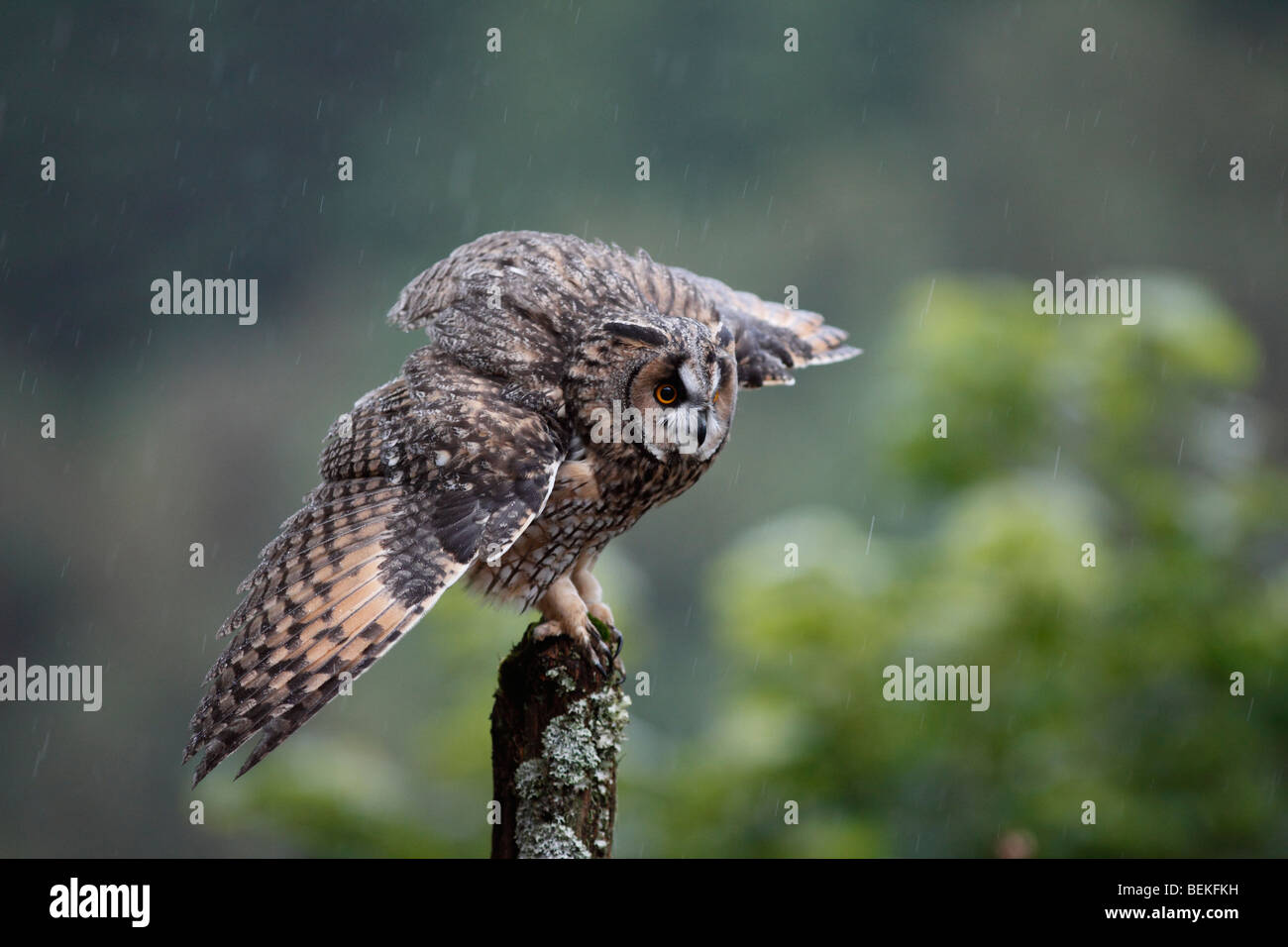 Raining on owl hi-res stock photography and images - Alamy