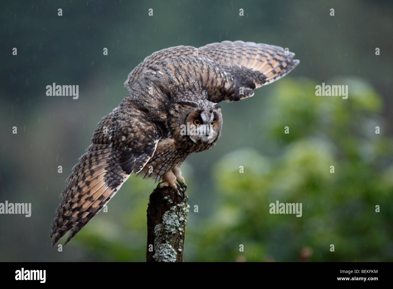 Raining on owl hi-res stock photography and images - Alamy