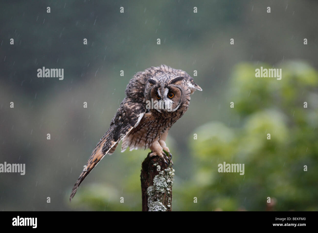Raining on owl hi-res stock photography and images - Alamy