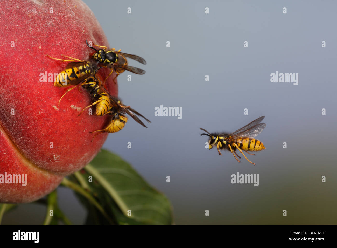 Common wasp (vespula vulgaris) flying to ripe peach Stock Photo - Alamy