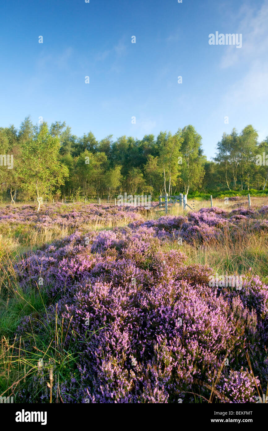 Heather in full bloom by Surprise View Car park in the summer in the ...