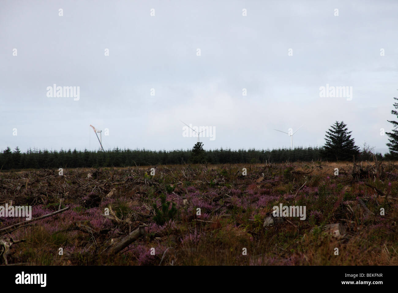 Wind turbines above forestry skyline brechfa forest Stock Photo - Alamy