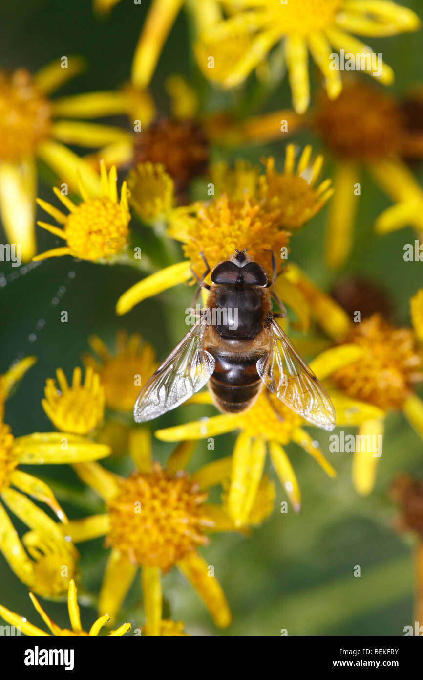 Florae hi-res stock photography and images - Alamy