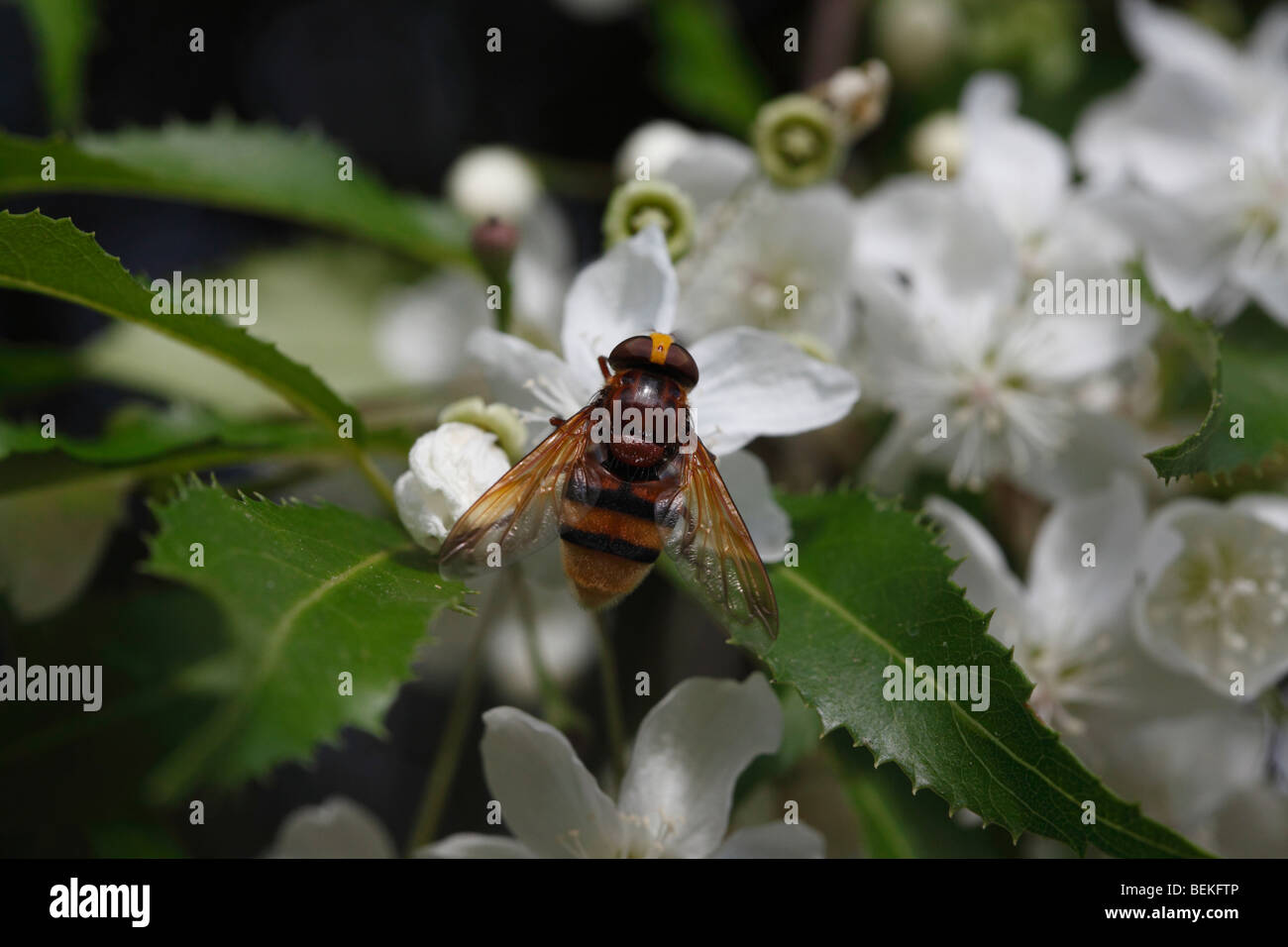 Hoverfly (Volucella zonaria) at rest on leaf Stock Photo - Alamy