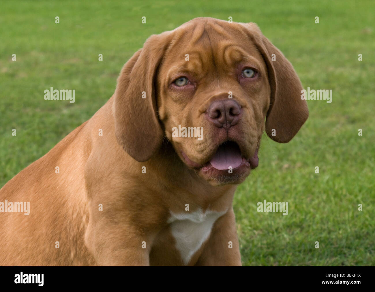 Dogue de Bordeaux - French Mastiff Stock Photo - Alamy