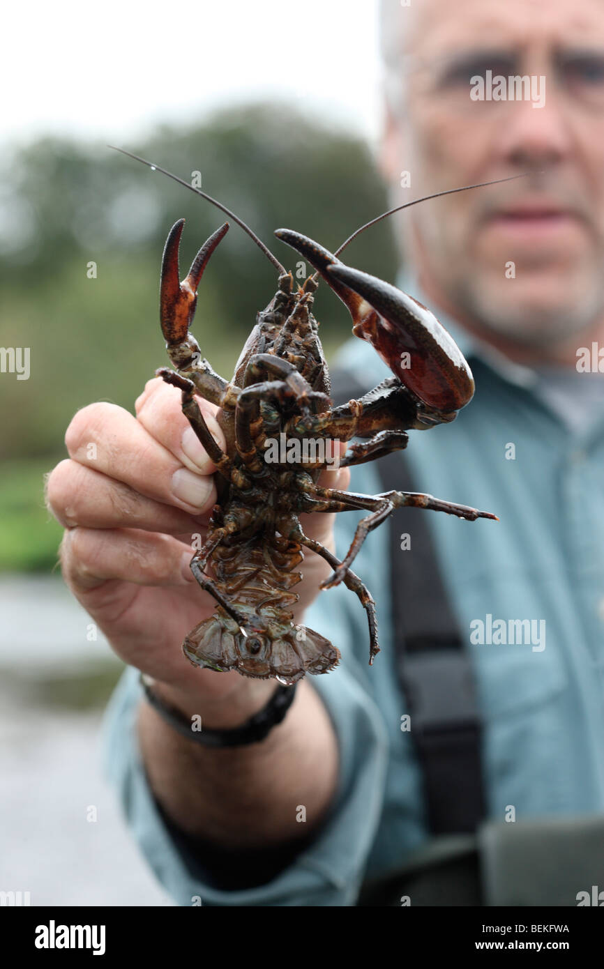 Signal crayfish, Pacifastacus leniusculus, in mans hand, Midlands ...