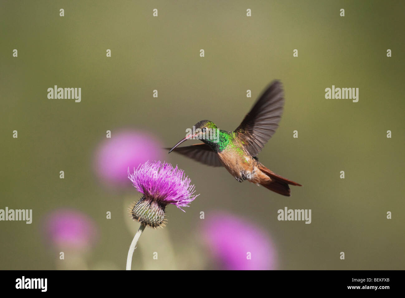 Buff bellied hummingbird hi-res stock photography and images - Alamy