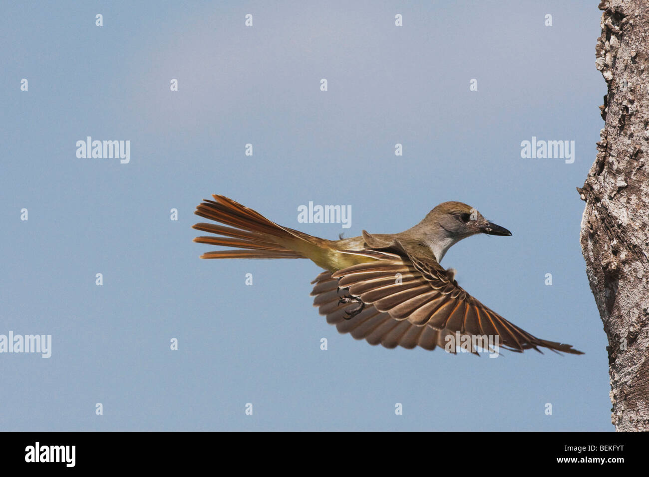Birds that catch insects in flight hi-res stock photography and images ...