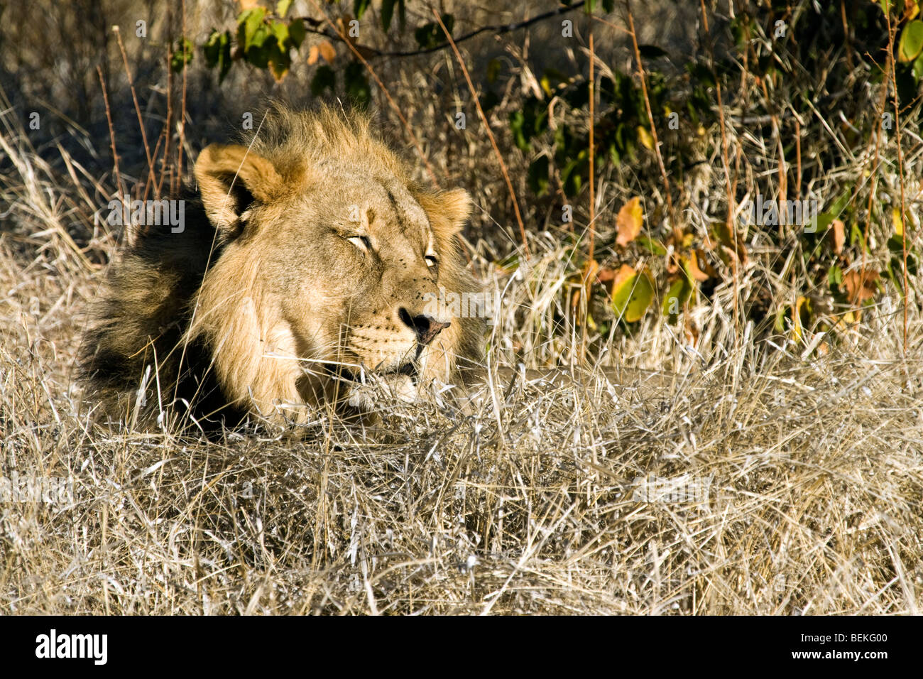Male lion (Panthera leo) sleeping in dry grass Stock Photo - Alamy