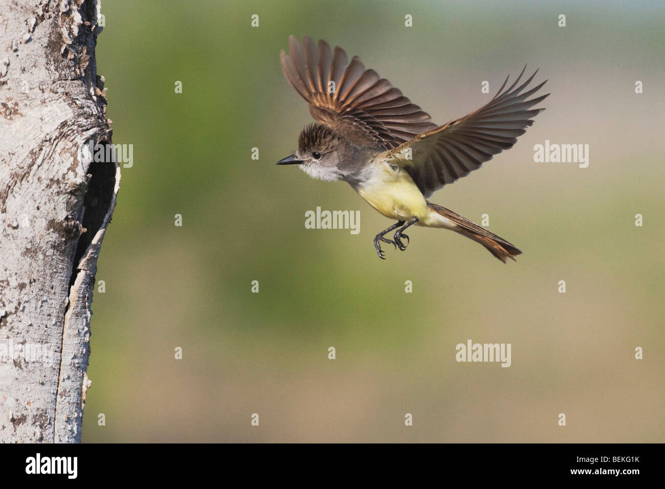 Birds that catch insects in flight hi-res stock photography and images ...