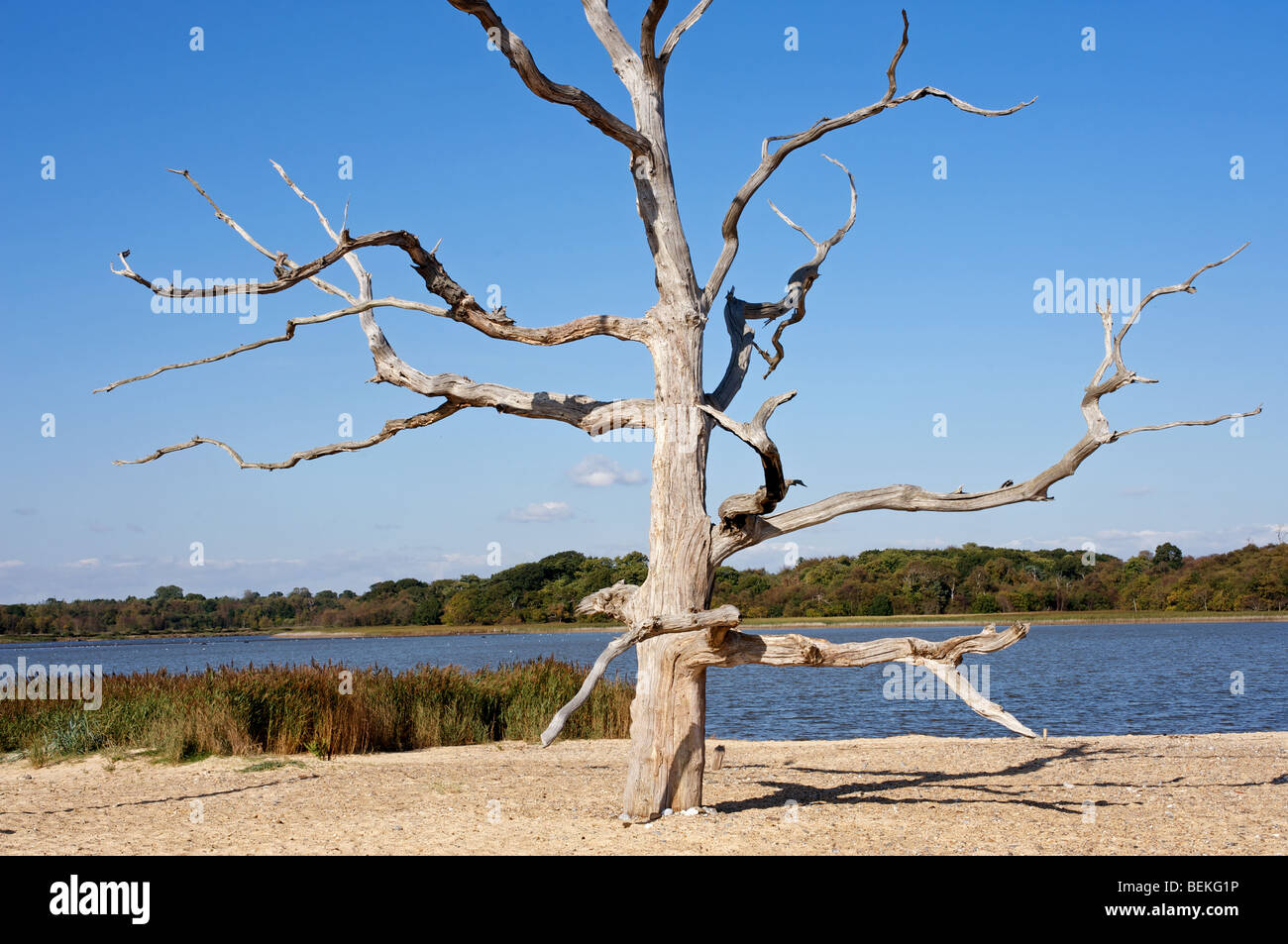 Nature reserve, Suffolk, UK Stock Photo - Alamy