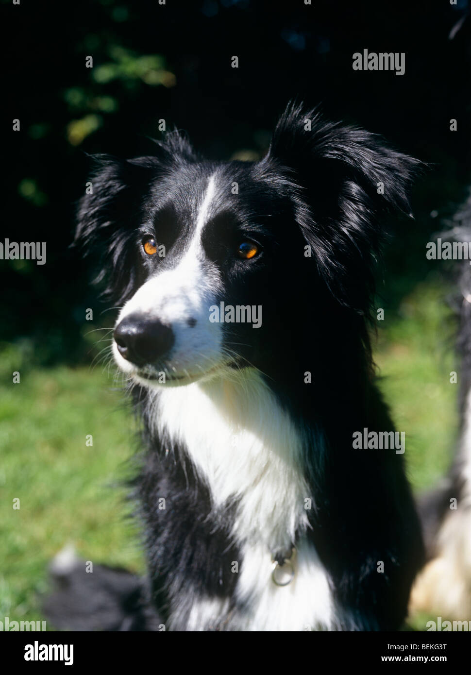 Pedigree Border collie Stock Photo - Alamy