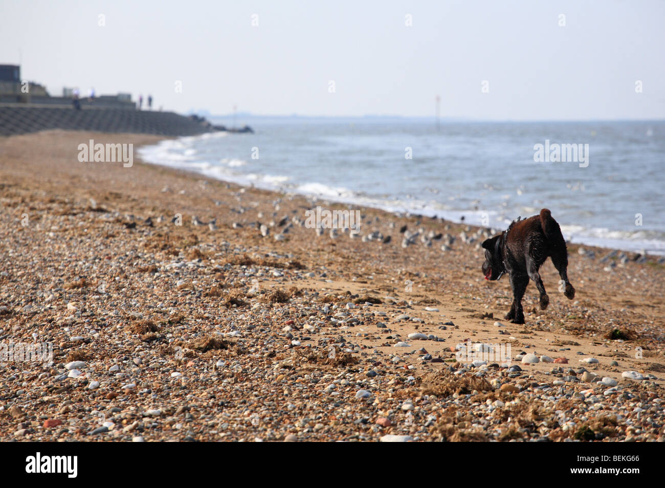 Group of dog and birds hi-res stock photography and images - Alamy