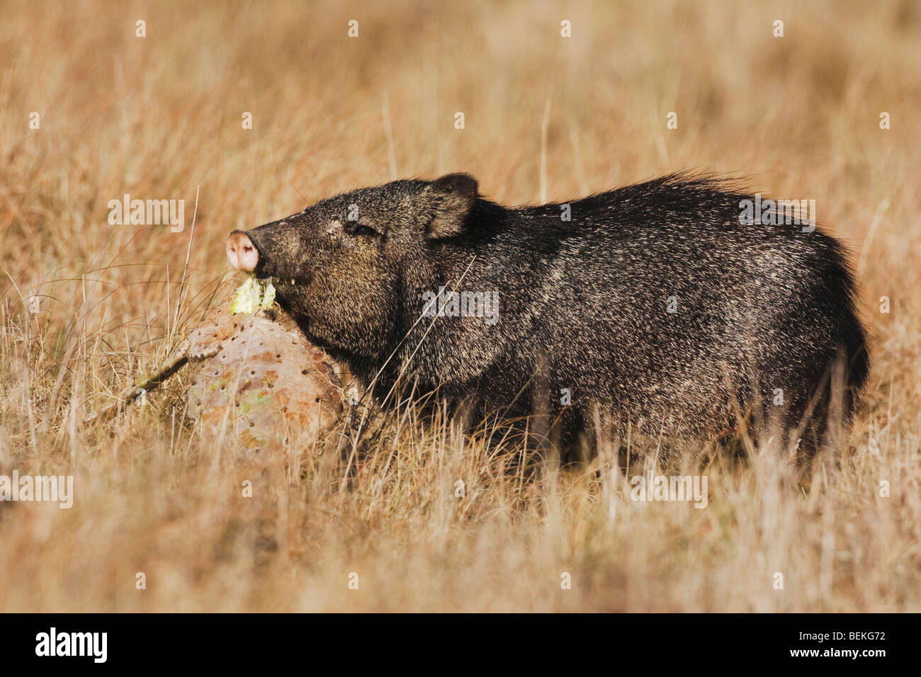 Desert animal eating cactus hi-res stock photography and images - Alamy