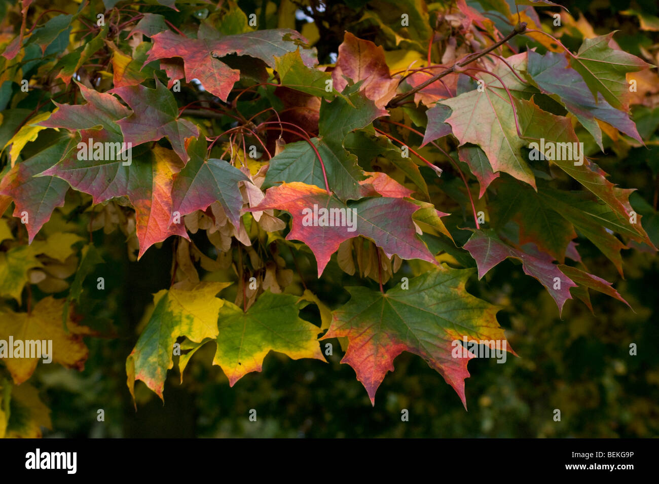 Autumn leaves of the Sycamore tree Stock Photo - Alamy