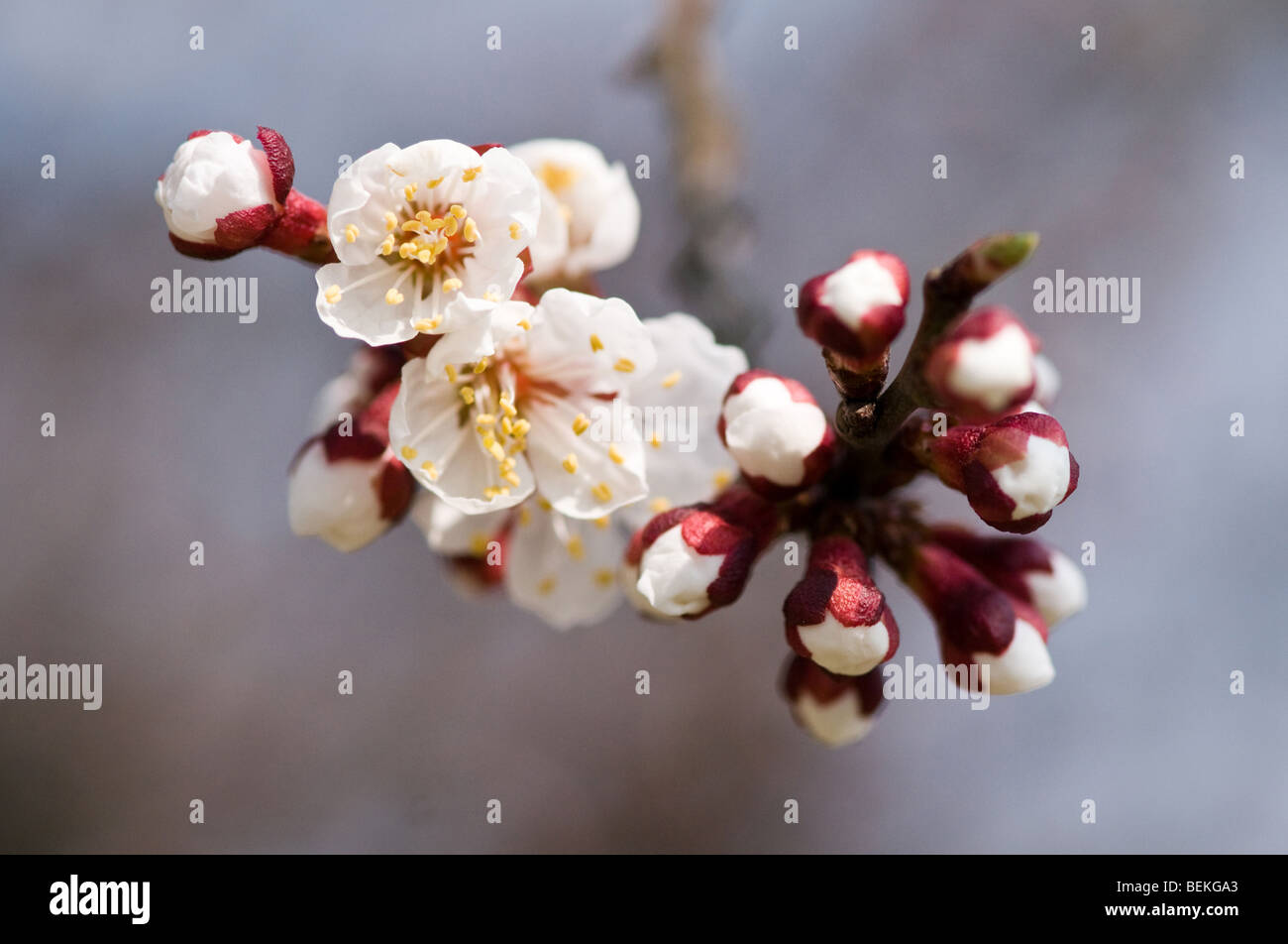 flower of apricot Stock Photo - Alamy