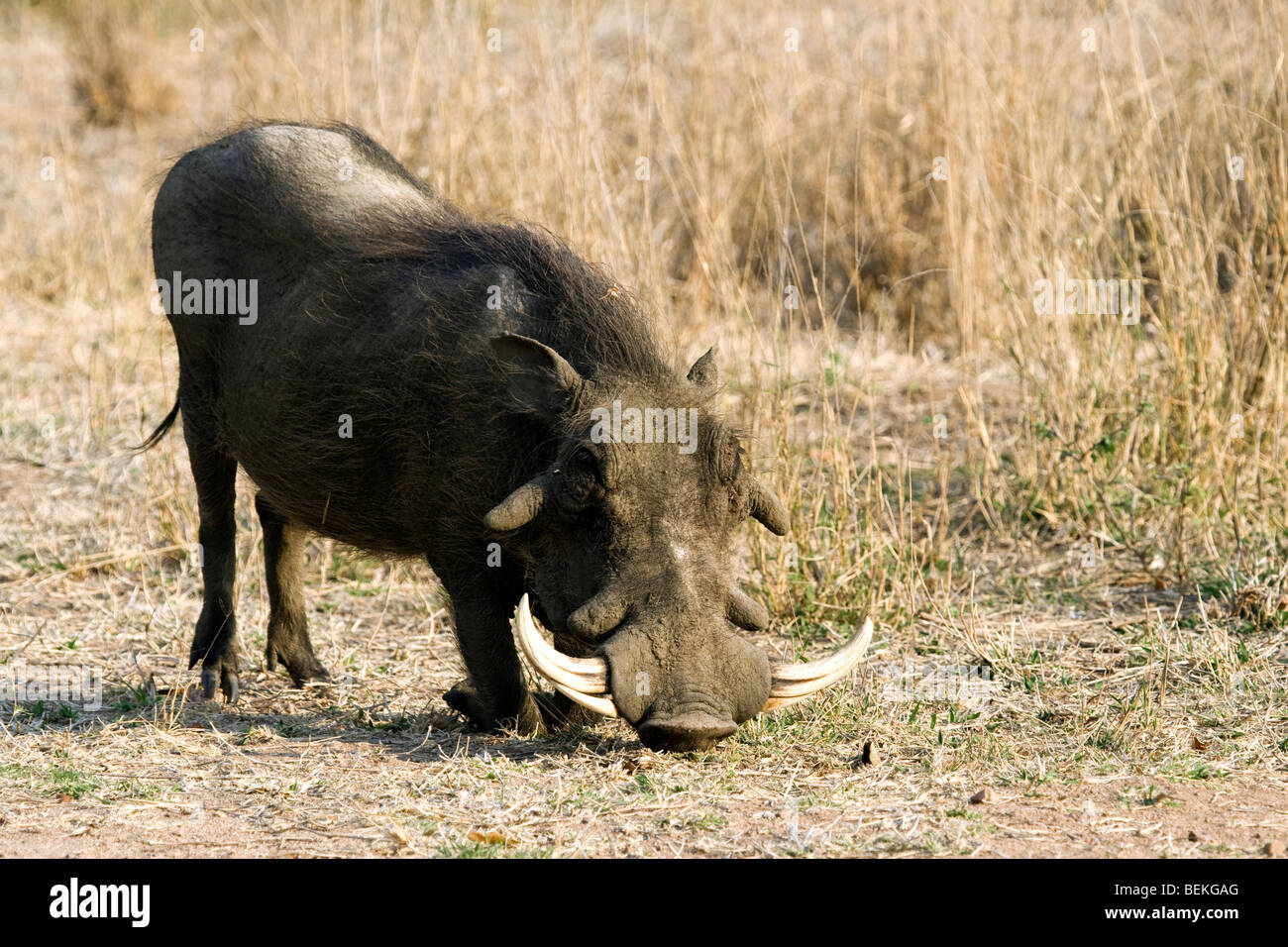 Adult male warthog hi-res stock photography and images - Alamy