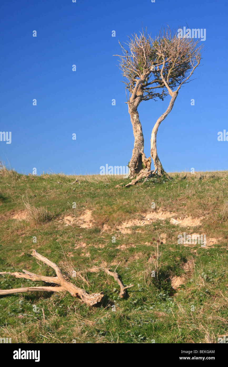 Wind blown trees south hi-res stock photography and images - Alamy