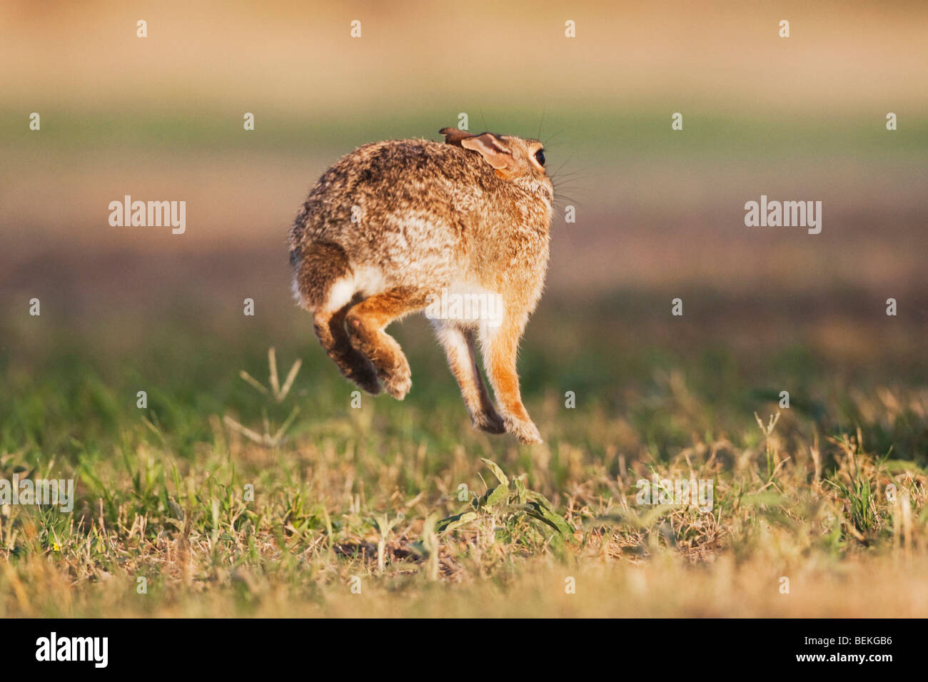 Mammal animal leap leaping run running hi-res stock photography and ...