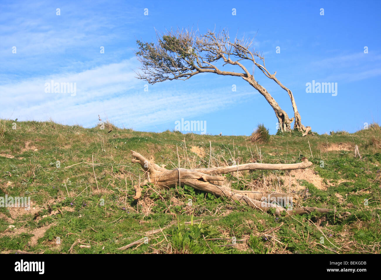 Wind blown trees hi-res stock photography and images - Alamy