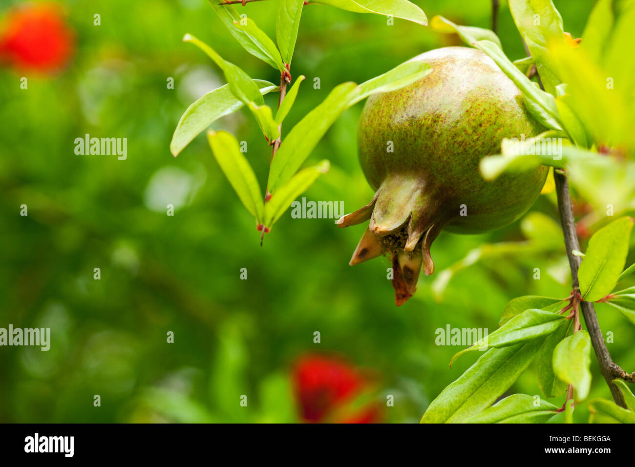pomegranate tree with green leafy background Stock Photo - Alamy