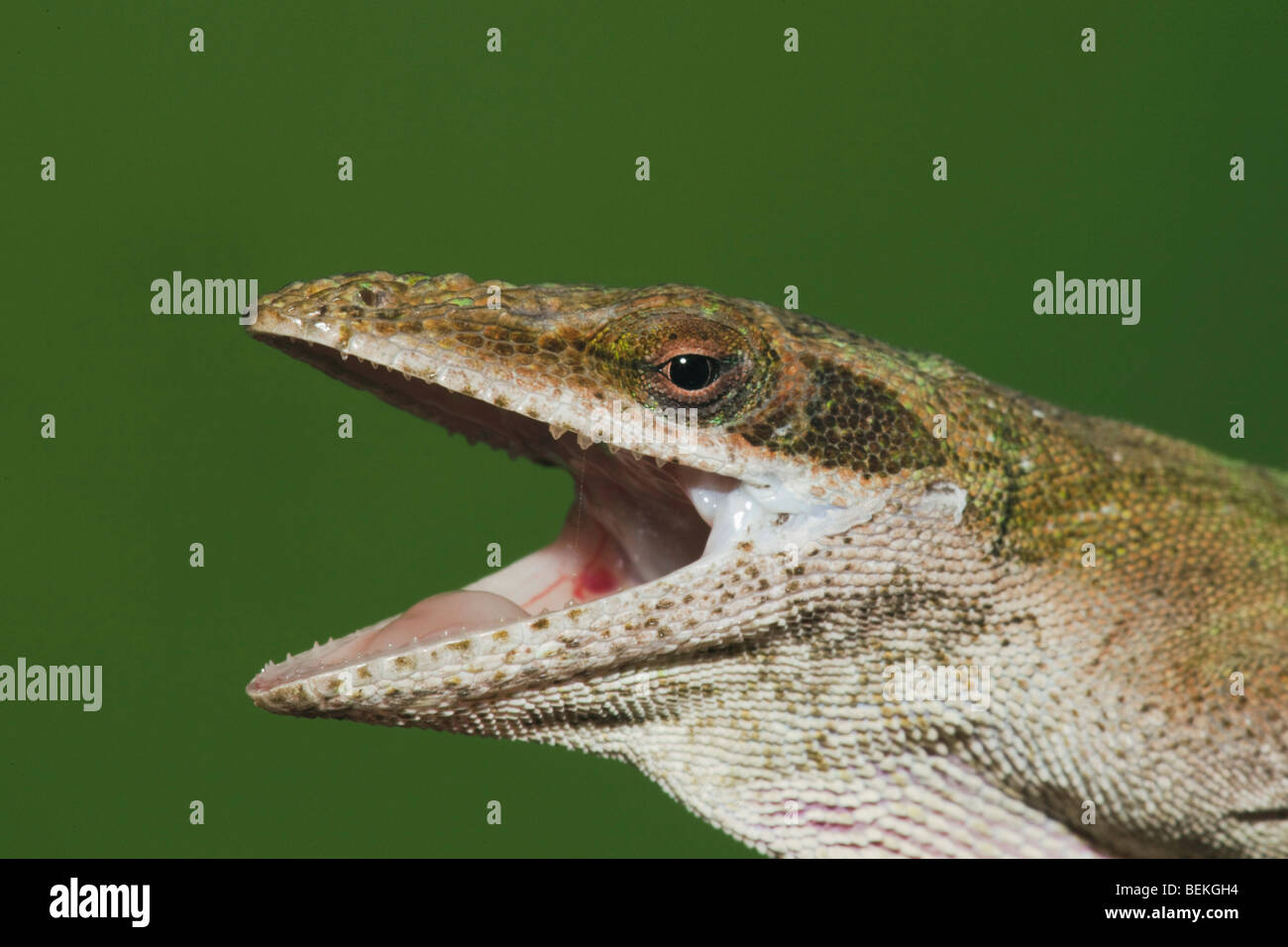 Corpus dragon hi-res stock photography and images - Alamy