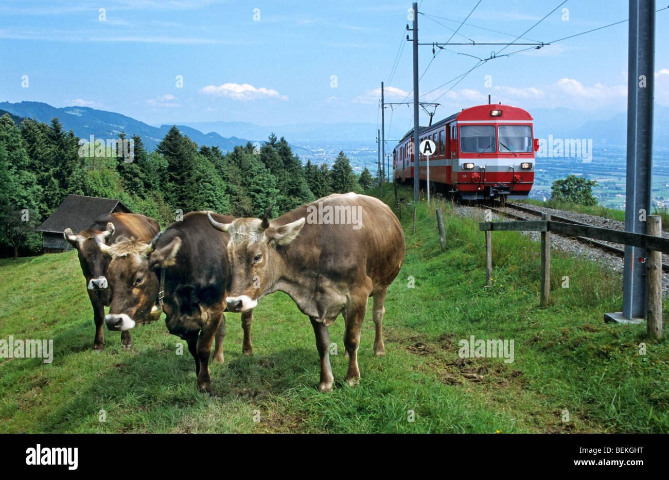 Alpine cows (Bos taurus) and red Swiss train, Appenzell, Switzerland ...