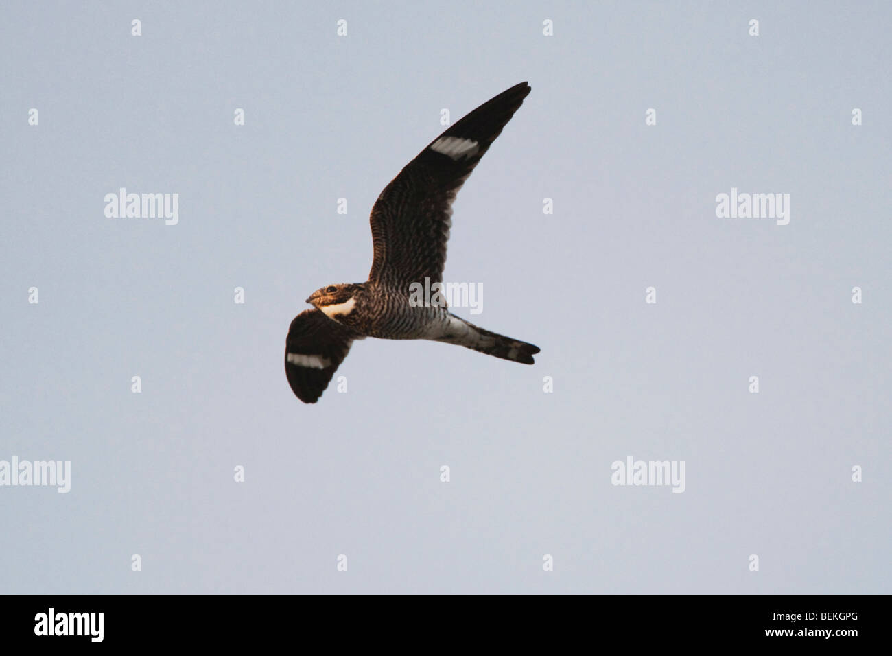Common Nighthawk (Chordeiles minor), adult in flight, Sinton, Corpus ...