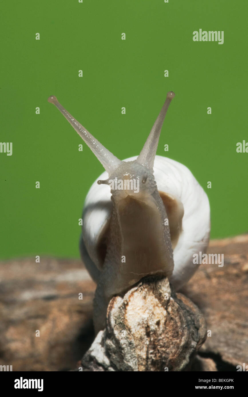 Land Snail (Gastropoda), adult, Sinton, Corpus Christi, Coastal Bend ...
