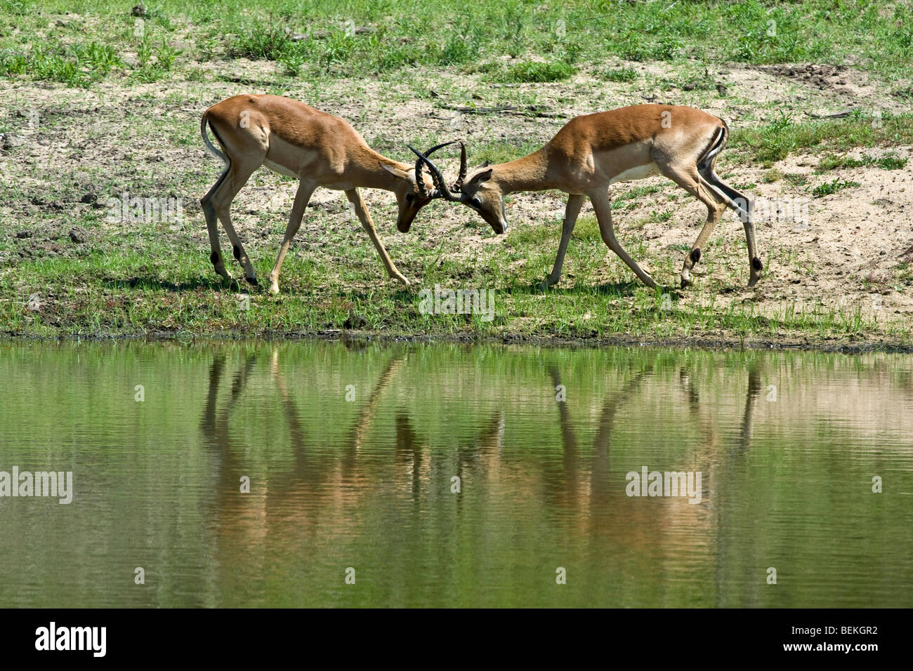Two adult male impala (Aepyceros melampus) rutting with a watery ...