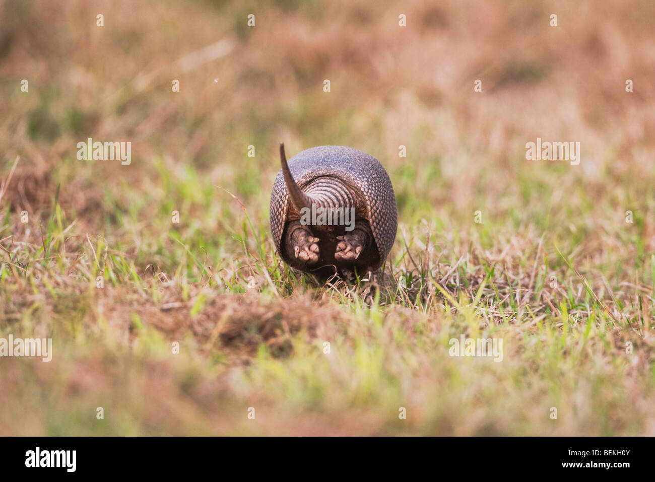 Nine-banded Armadillo (Dasypus novemcinctus), adult running, Sinton ...