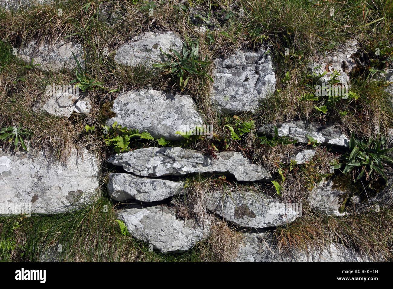Drystone churchyard wall colonised by plants Stock Photo - Alamy