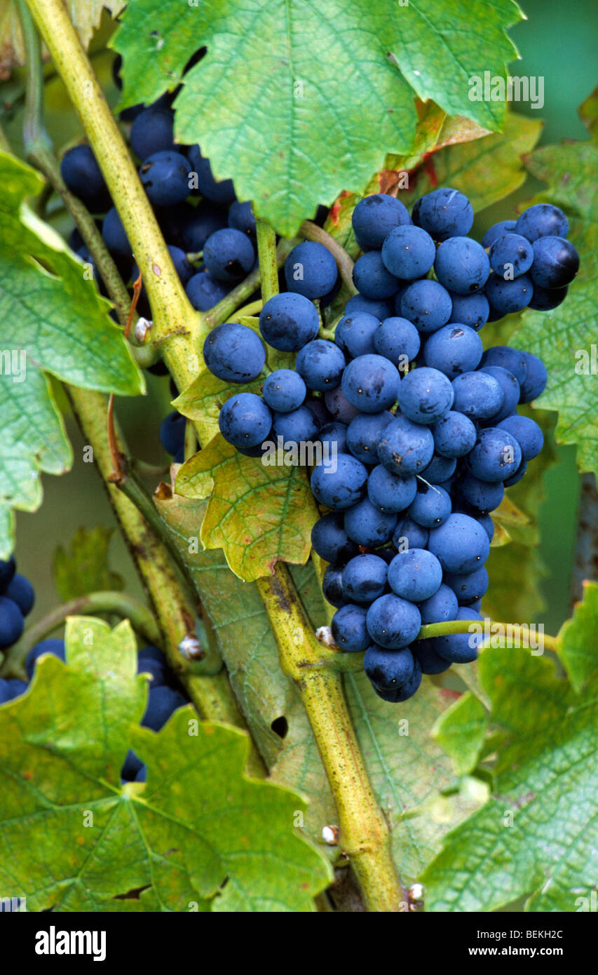 Grapes at appenzell hi-res stock photography and images - Alamy