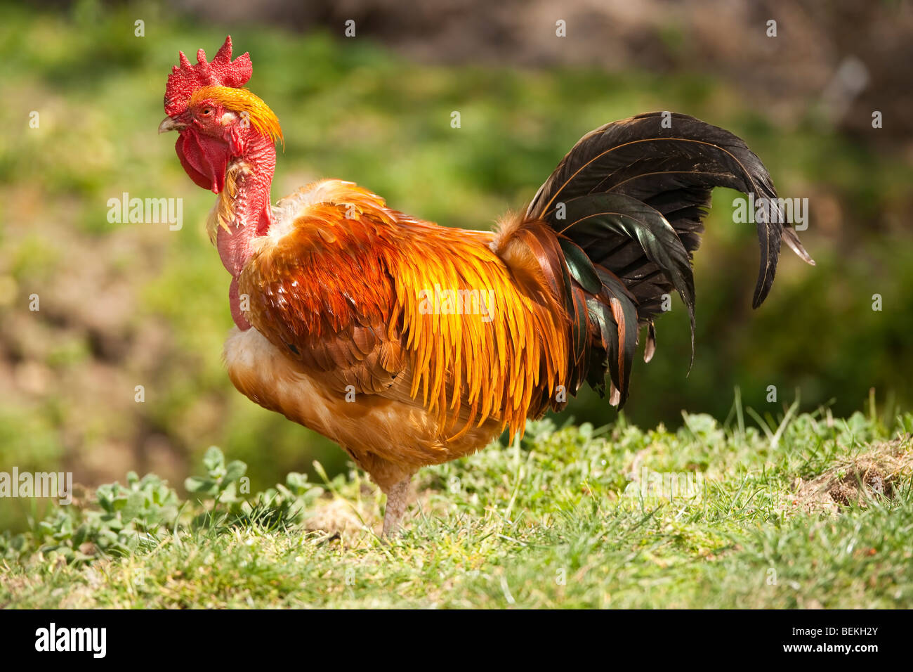 Brightly coloured cockerel on green grass Stock Photo - Alamy