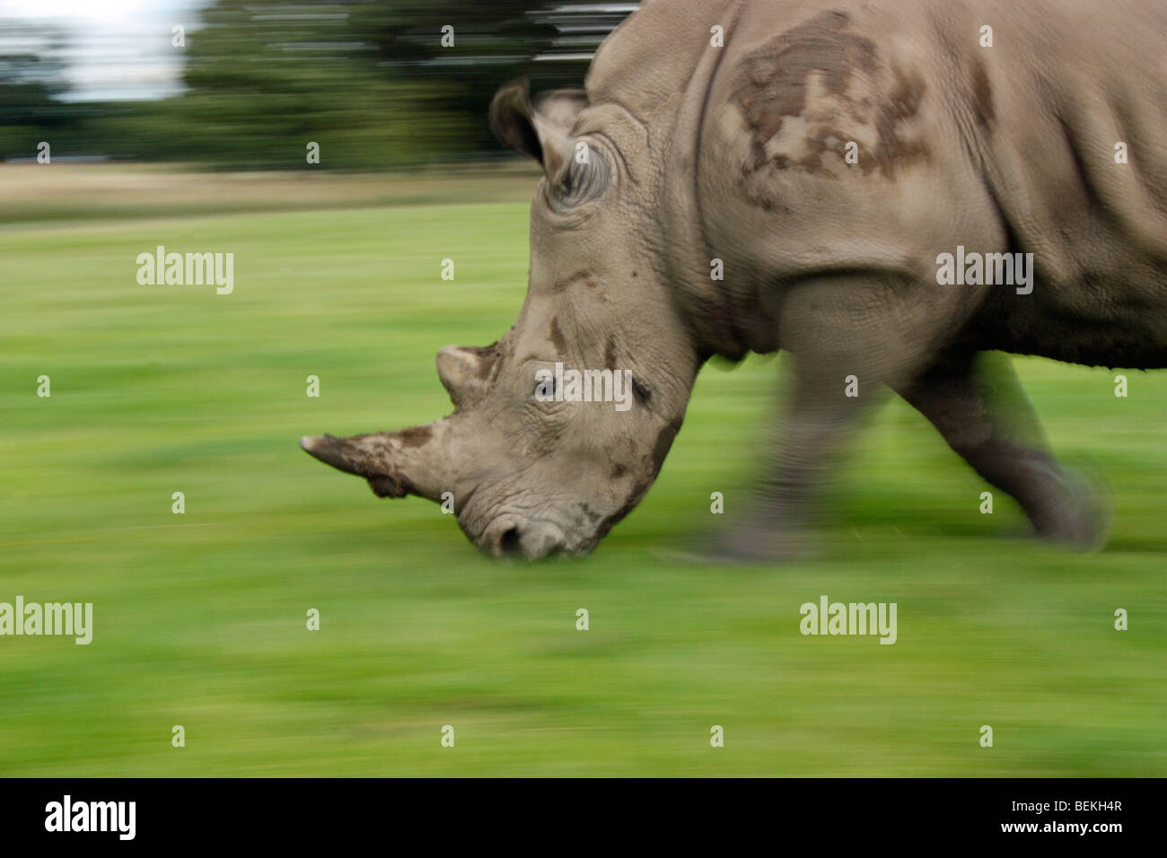 White rhino charging hi-res stock photography and images - Alamy
