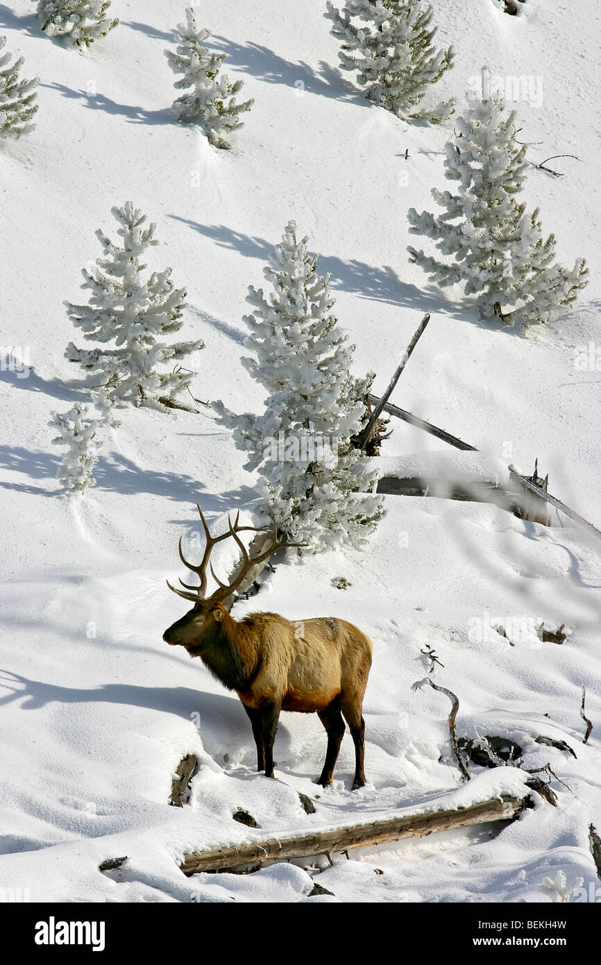 Healthy, mature bull elk standing on slope by river in Yellowstone ...
