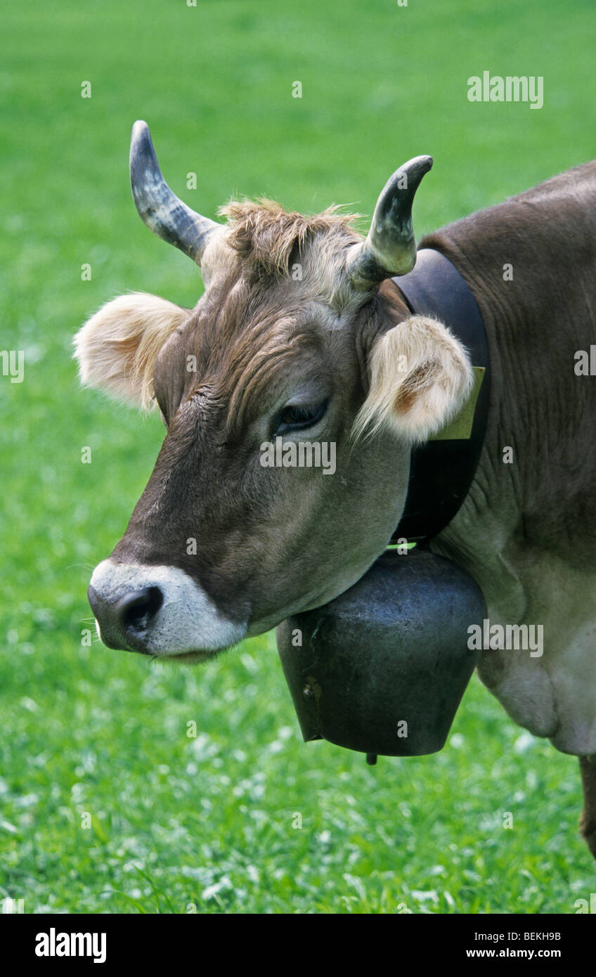 Alpine cow bos taurus appenzell hi-res stock photography and images - Alamy