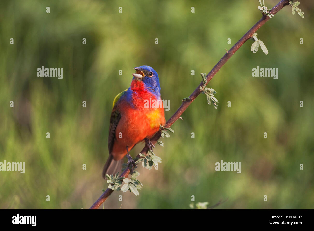 Painted Bunting (Passerina ciris), male singing, Sinton, Corpus Christi ...